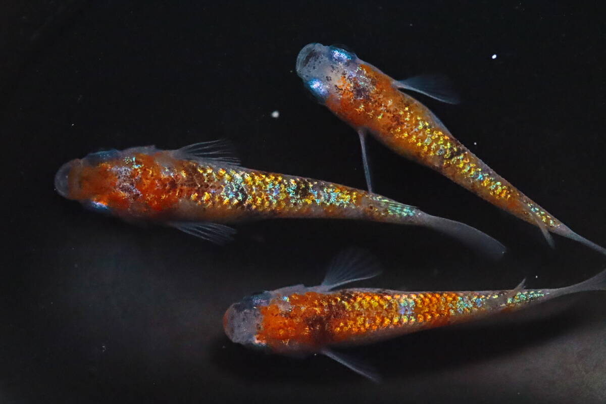 Yahoo!オークション - 丸長メダカ Q23【 NEW 三色同刻 （さんしょくど...