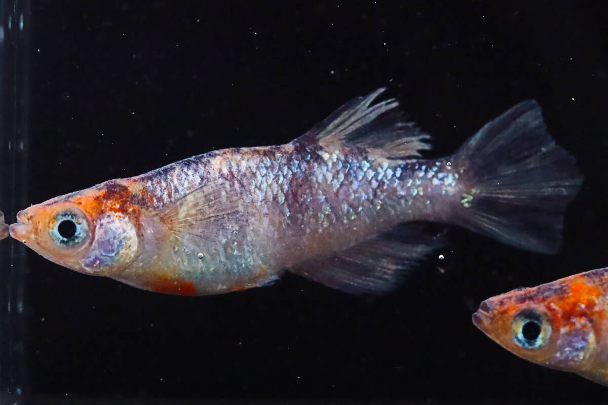 Yahoo!オークション - 丸長メダカ X49【 NEW 紅霞 種親クラス 】3匹 メ...