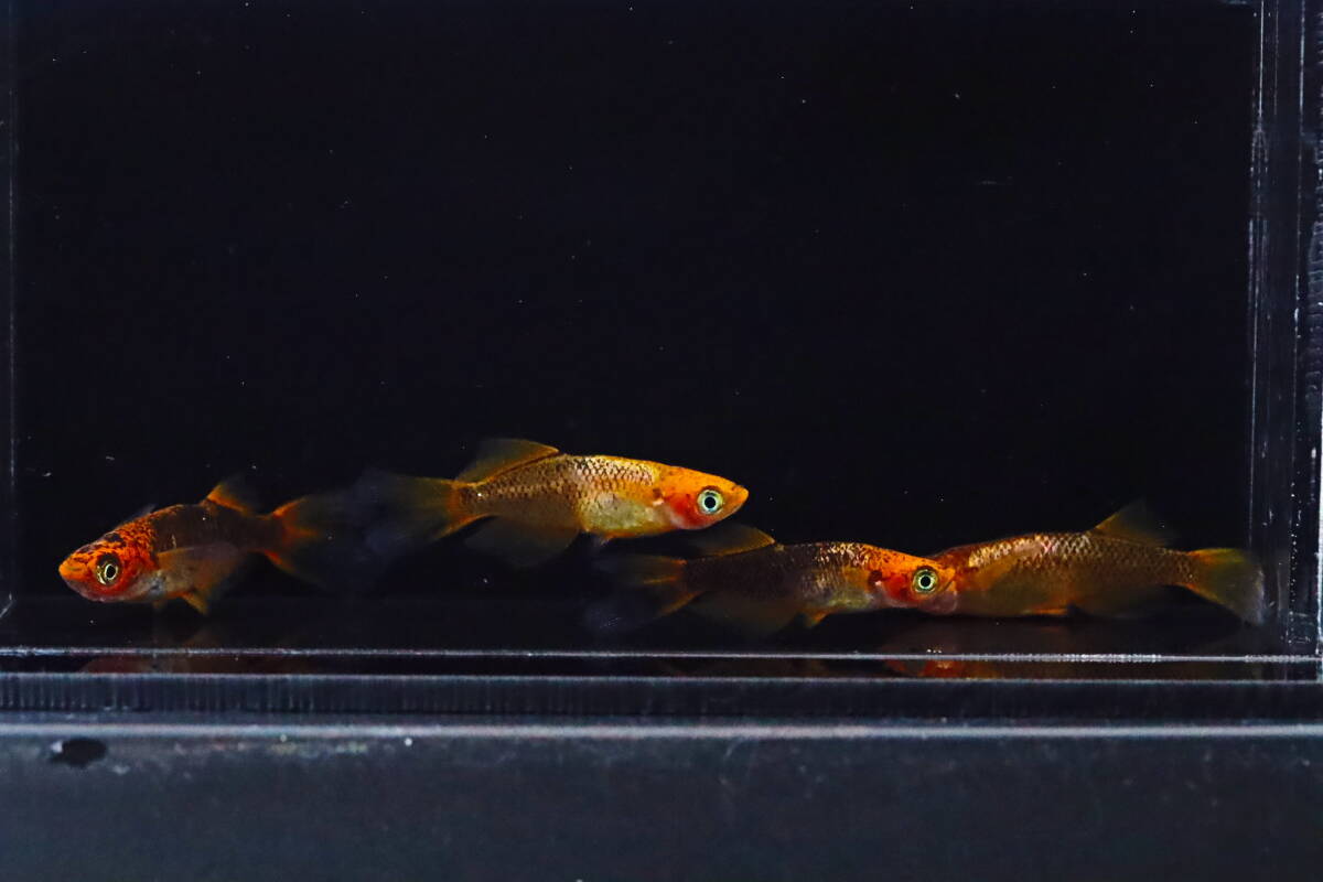 Yahoo!オークション - 丸長メダカ H38【 竜章鳳姿 星田めだか様直系 上...