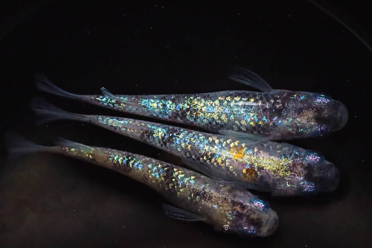 Yahoo!オークション - 丸長メダカ P48【 NEW 三色同刻 （さんしょくど...