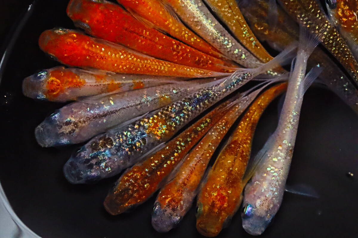 Yahoo!オークション - 丸長メダカ Q49【 上物 ミックス 】15匹 めだか ...