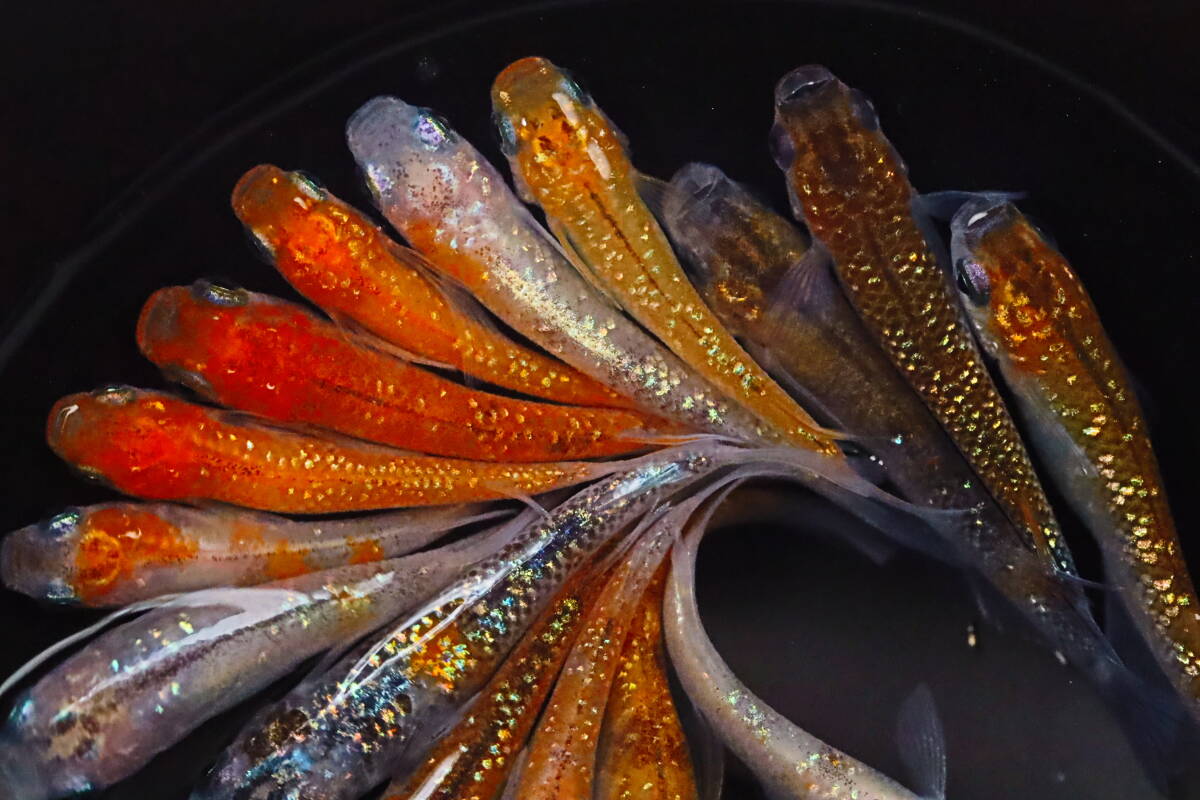 Yahoo!オークション - 丸長メダカ Q49【 上物 ミックス 】15匹 めだか ...