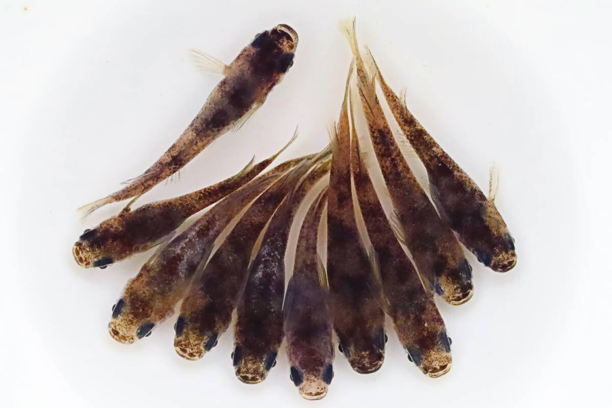 Yahoo!オークション - 丸長メダカ P49【 和墨 種親クラス 】10匹 めだ...