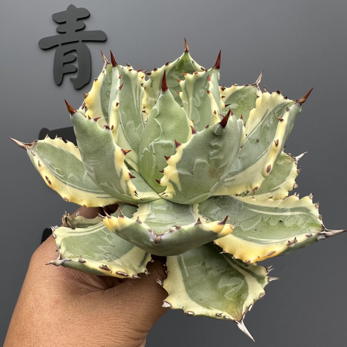 Yahoo!オークション - AT19【青田園芸】激レア高級品種 多肉植物アガベ...