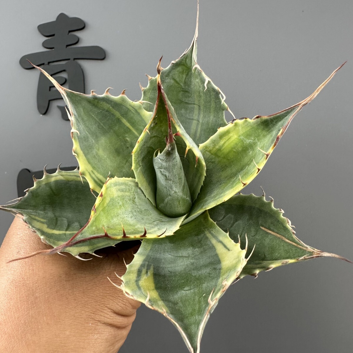 Yahoo!オークション - AC5【青田園芸】アガベ パラサナ錦 ファイヤーボ...