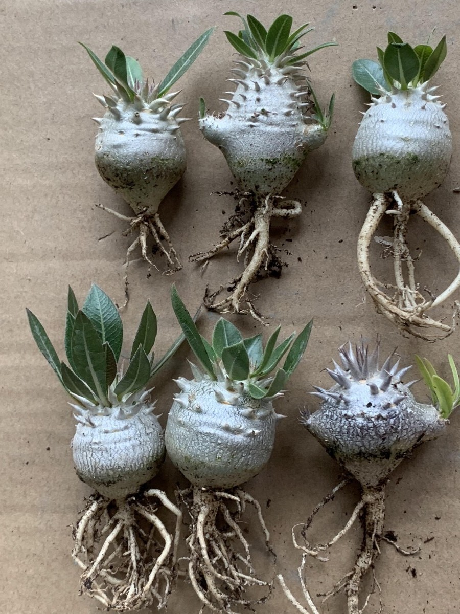 Yahoo!オークション - VV3サボテン パキポディウム 恵比寿笑い実生Pach...