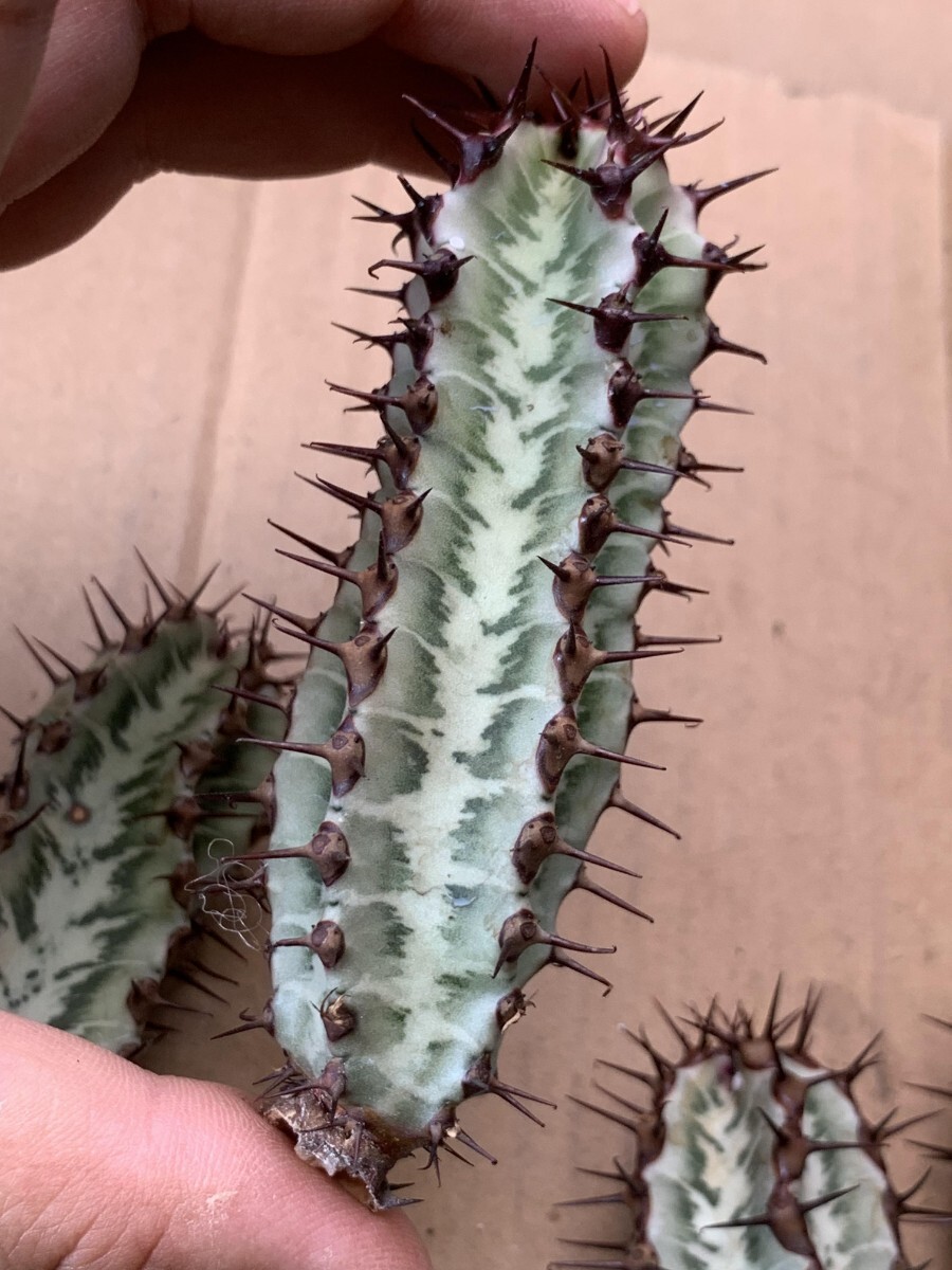 Yahoo!オークション - HA13 観賞植物 超希少 ユーフォルビア Euphorbia...