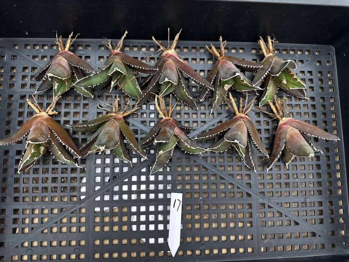 Yahoo!オークション - G 17-1【瀧將plant】多肉植物 アガベ チタノタ ...