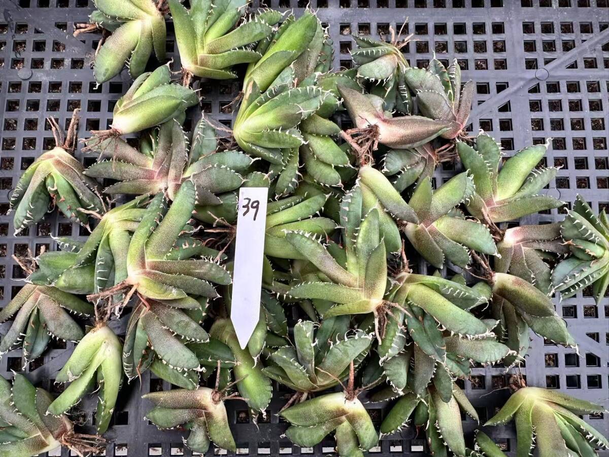 Yahoo!オークション - A39-3【瀧將plant】多肉植物 アガベ チタノタ 魔...