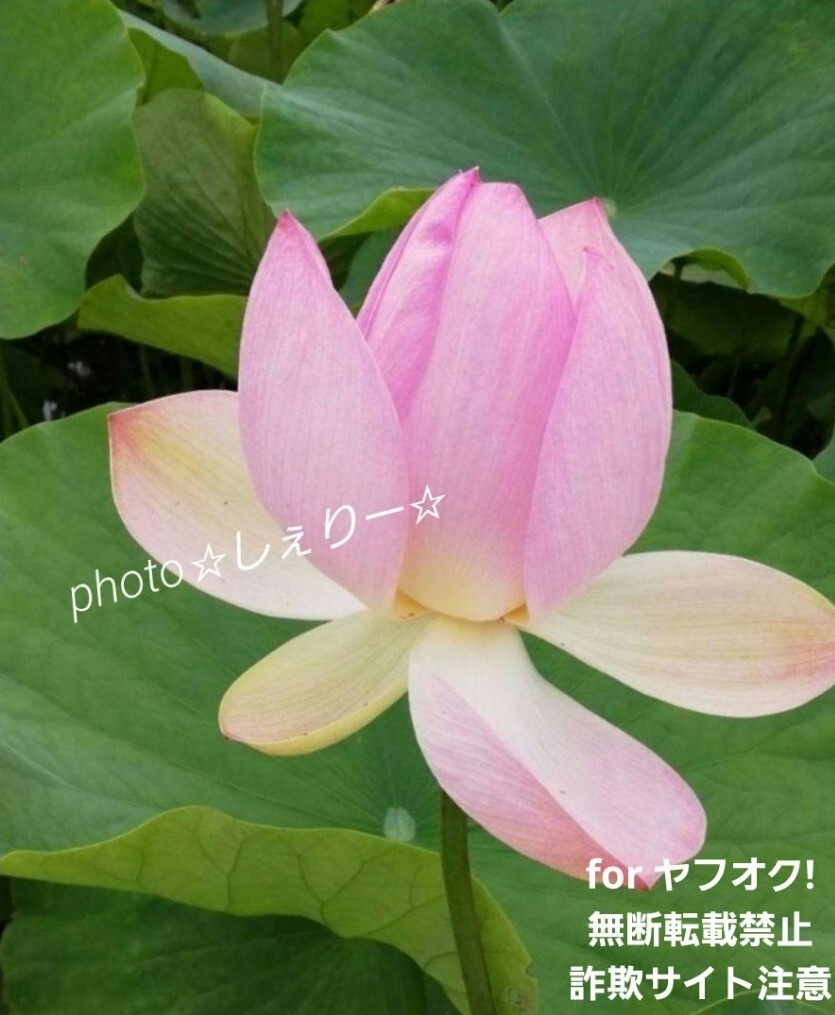 Yahoo!オークション - Y112 発芽済 花蓮 蓮根 ハス 蓮の種 蓮の苗 【1...