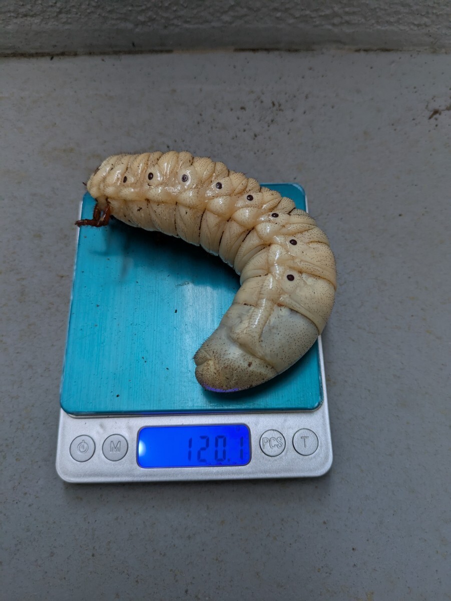 Yahoo!オークション - D.Hヘラクレス 3令幼虫(CBF2) 6頭 No.1