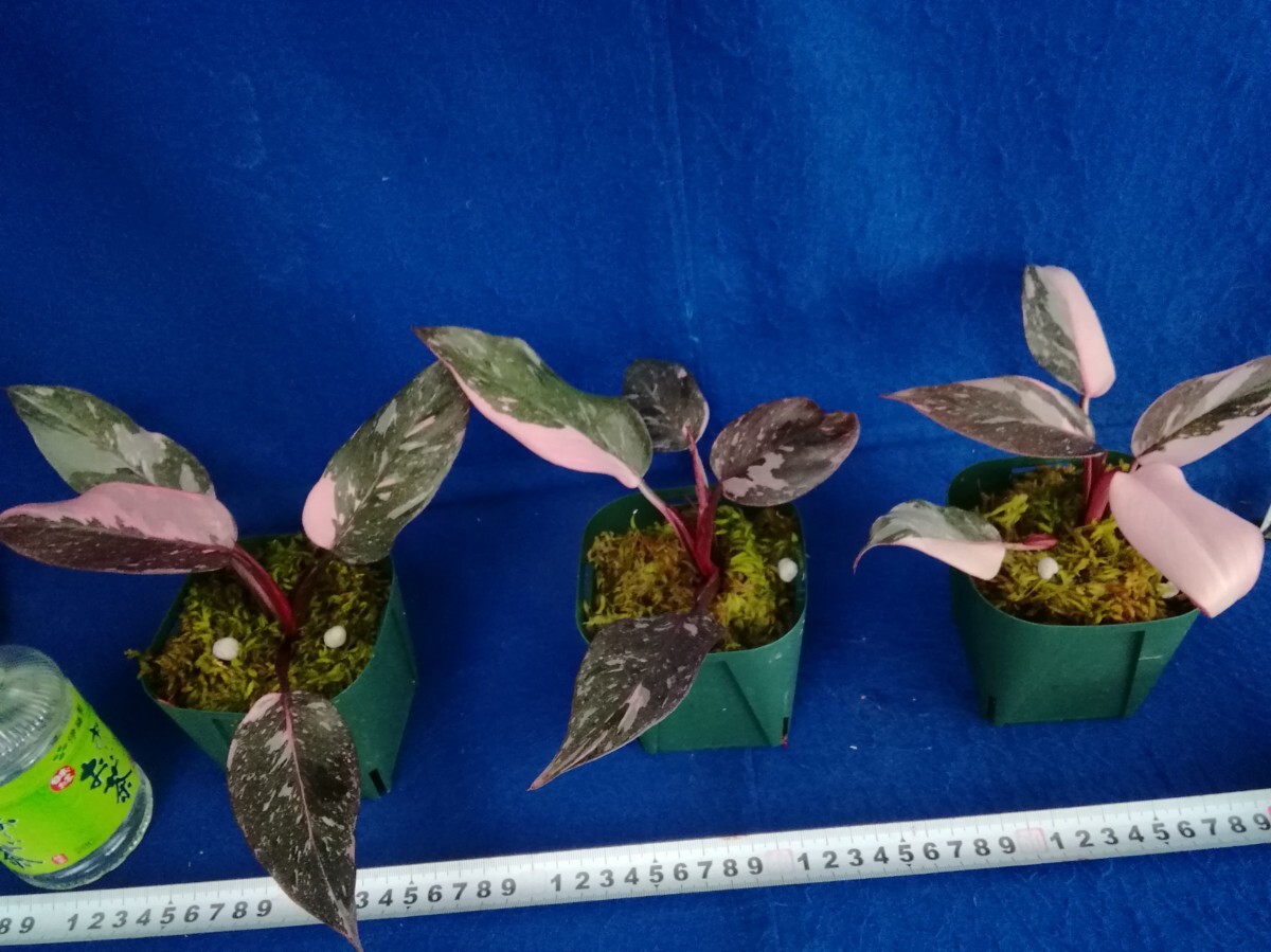 Yahoo!オークション - NO.0416 斑入り 古典 フィロデンドロン ピンクプ...