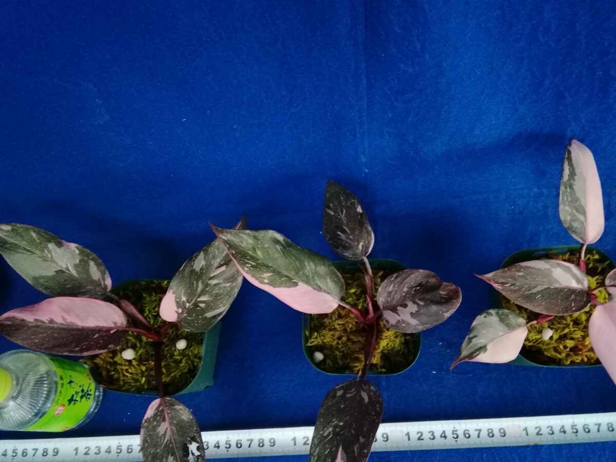 Yahoo!オークション - NO.0416 斑入り 古典 フィロデンドロン ピンクプ...