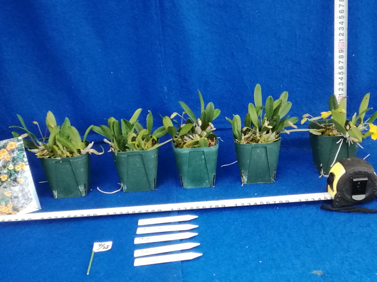 Yahoo!オークション - No.0428 ラン デンドロ Den.アグレガタム ジェン...