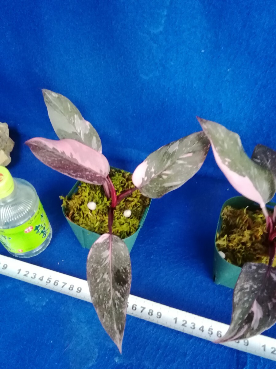 Yahoo!オークション - NO.0416 斑入り 古典 フィロデンドロン ピンクプ...