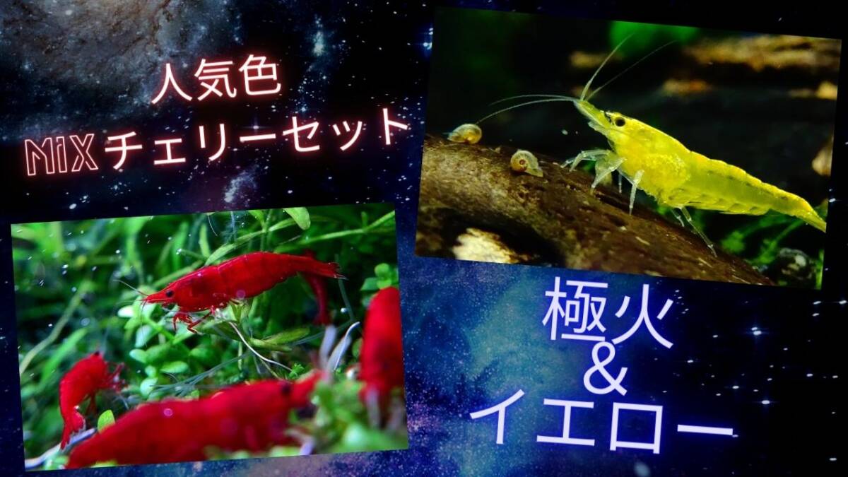 Yahoo!オークション - 特別価格 2色Mix20匹セット各10匹【極火蝦・イエ...