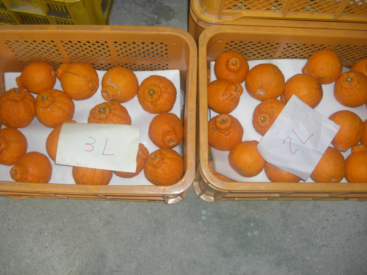 Yahoo!オークション - 不知火(デコ・・) 5Kg 2L～3Lサイズ 家庭用 和...