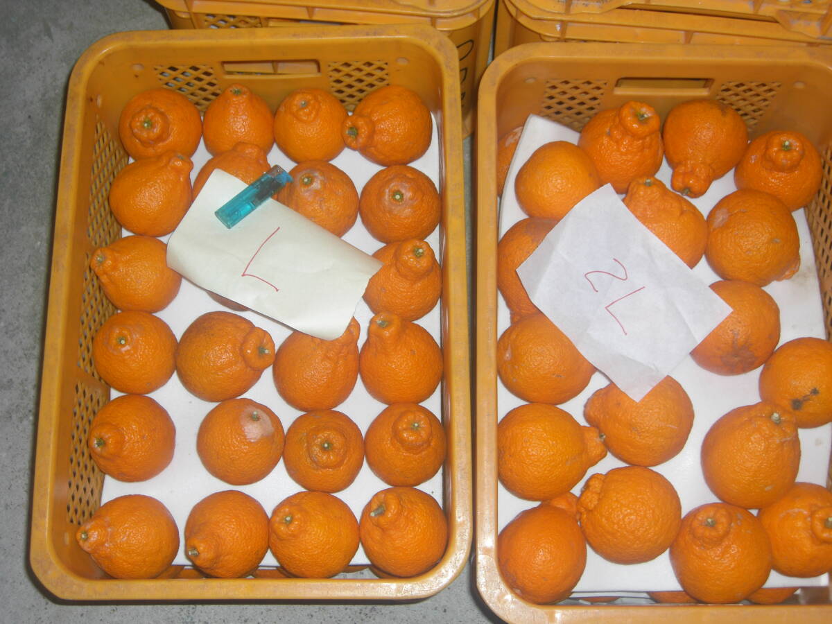 Yahoo!オークション - 不知火(デコ・・) 7Kg L～2Lサイズ 家庭用 和歌...