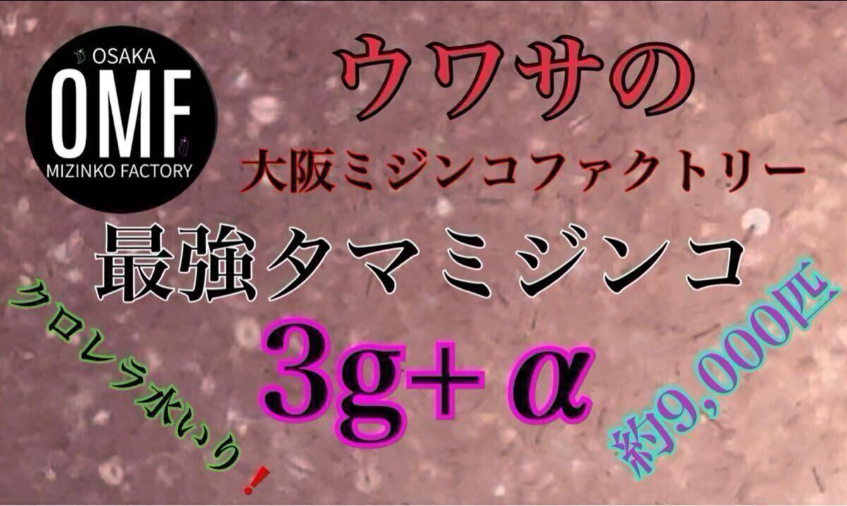 Yahoo!オークション - タマミジンコ 送料無料 【OMF】 クロレラ水入り ...