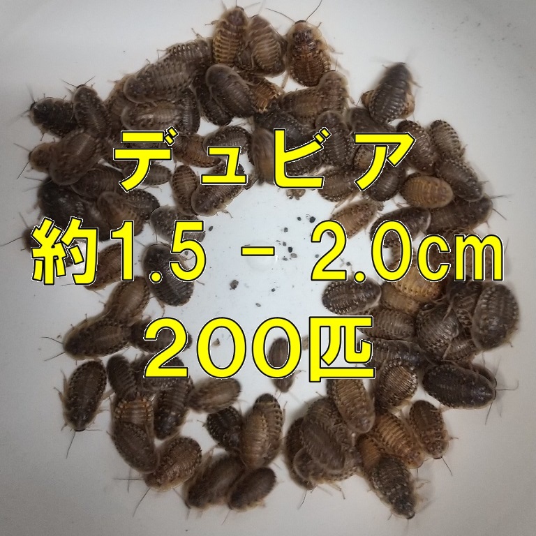 Yahoo!オークション - デュビア Dubia 約1.5 - 2.0cm 200匹 + 20匹