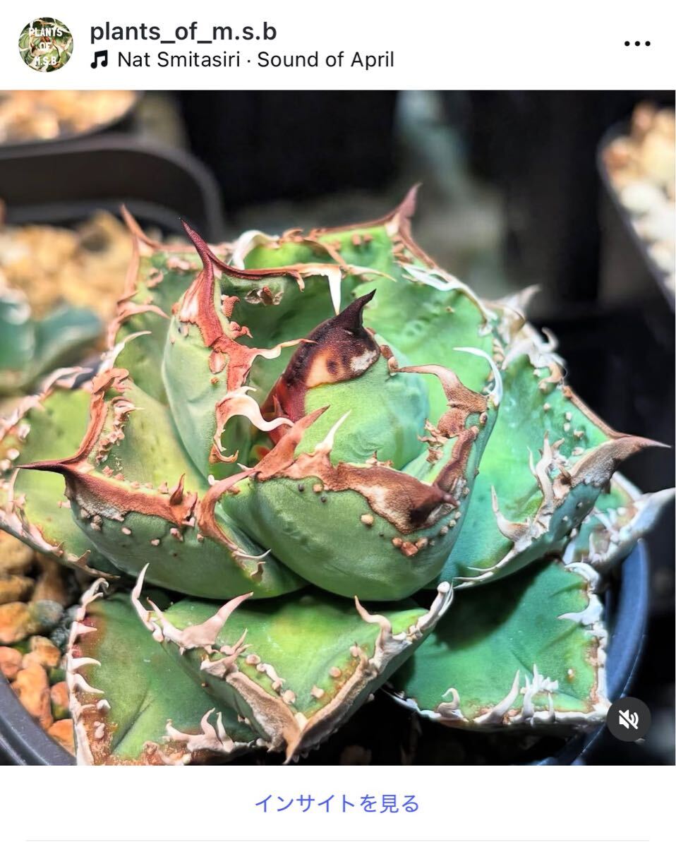 Yahoo!オークション - アガベ チタノタ 冰雹 lize 子株 検)麻花龍 オテ...