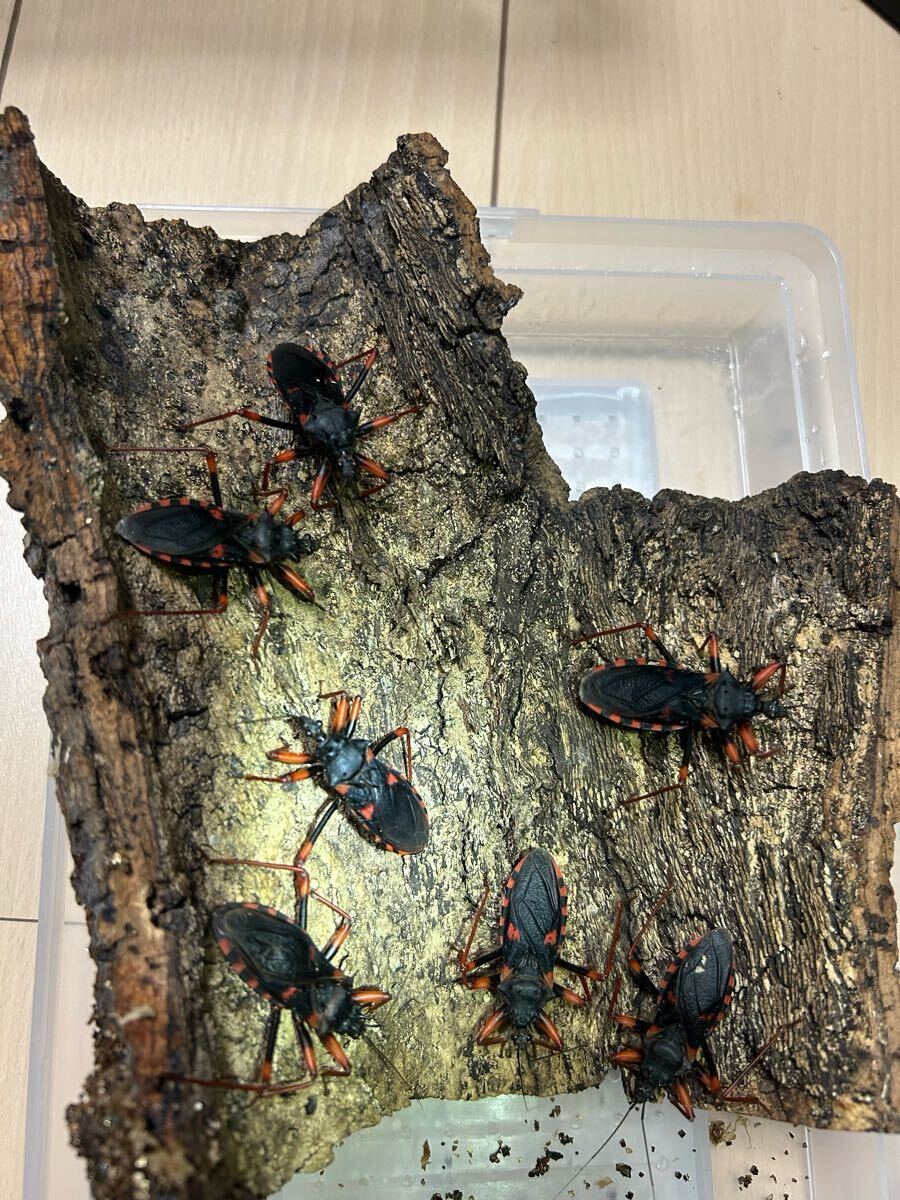 Yahoo!オークション - スパイニージャイアントアサシンバグ イガグリオ...