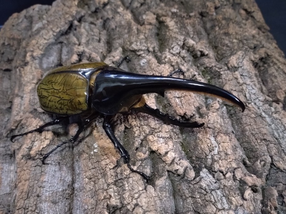 Yahoo!オークション - 【美形】D.H.ヘラクレス 〜♂単品 141mm〜 （ヘ...