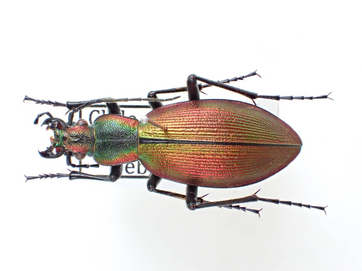 Yahoo!オークション - 23 チレンシスチリオサムシ ssp.