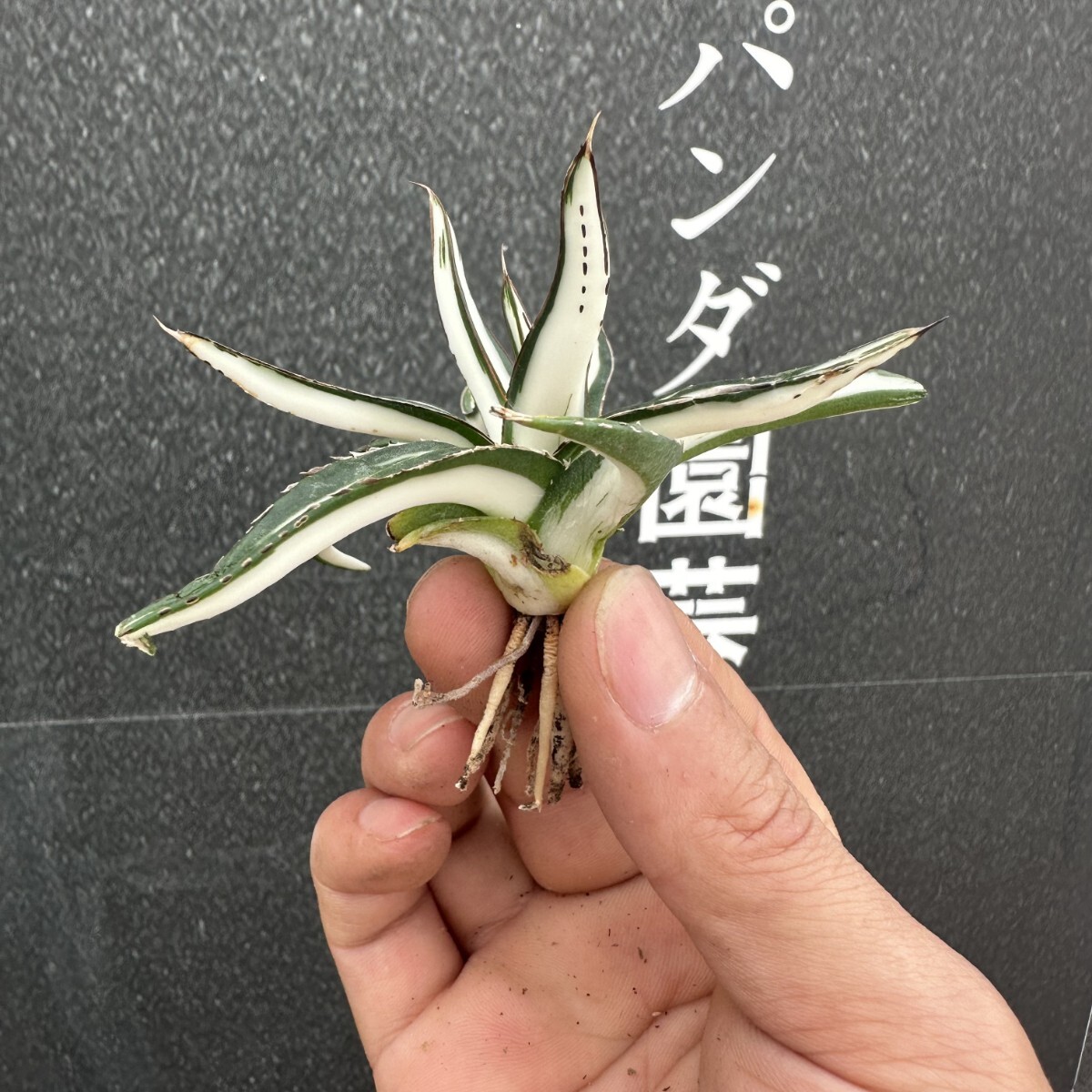 Yahoo!オークション - AA22 【パンダ園芸】 特選 アガベ 氷山白中斑 極...