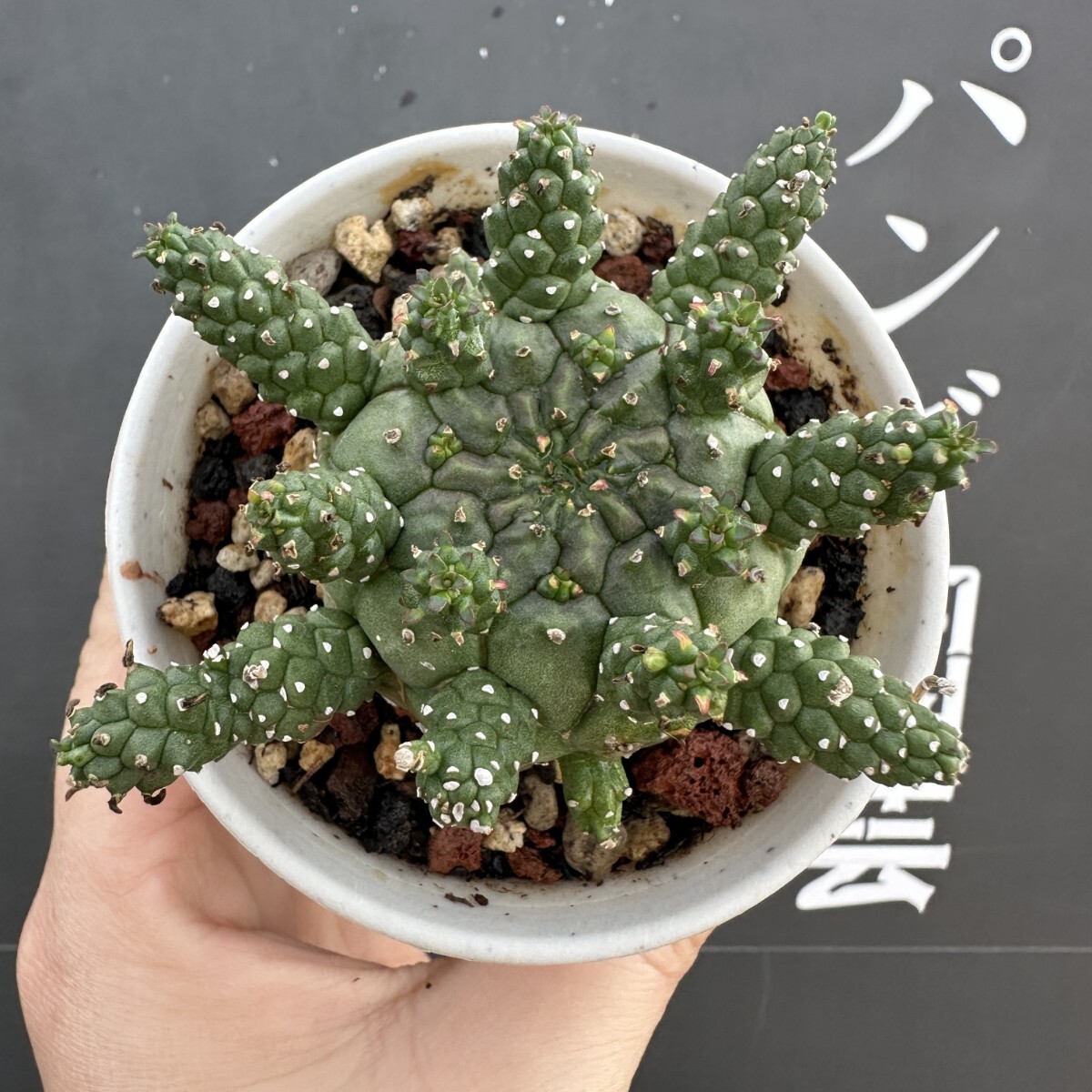 Yahoo!オークション - Z16 ユーフォルビア ガムケンシス実生Euphorbia ...