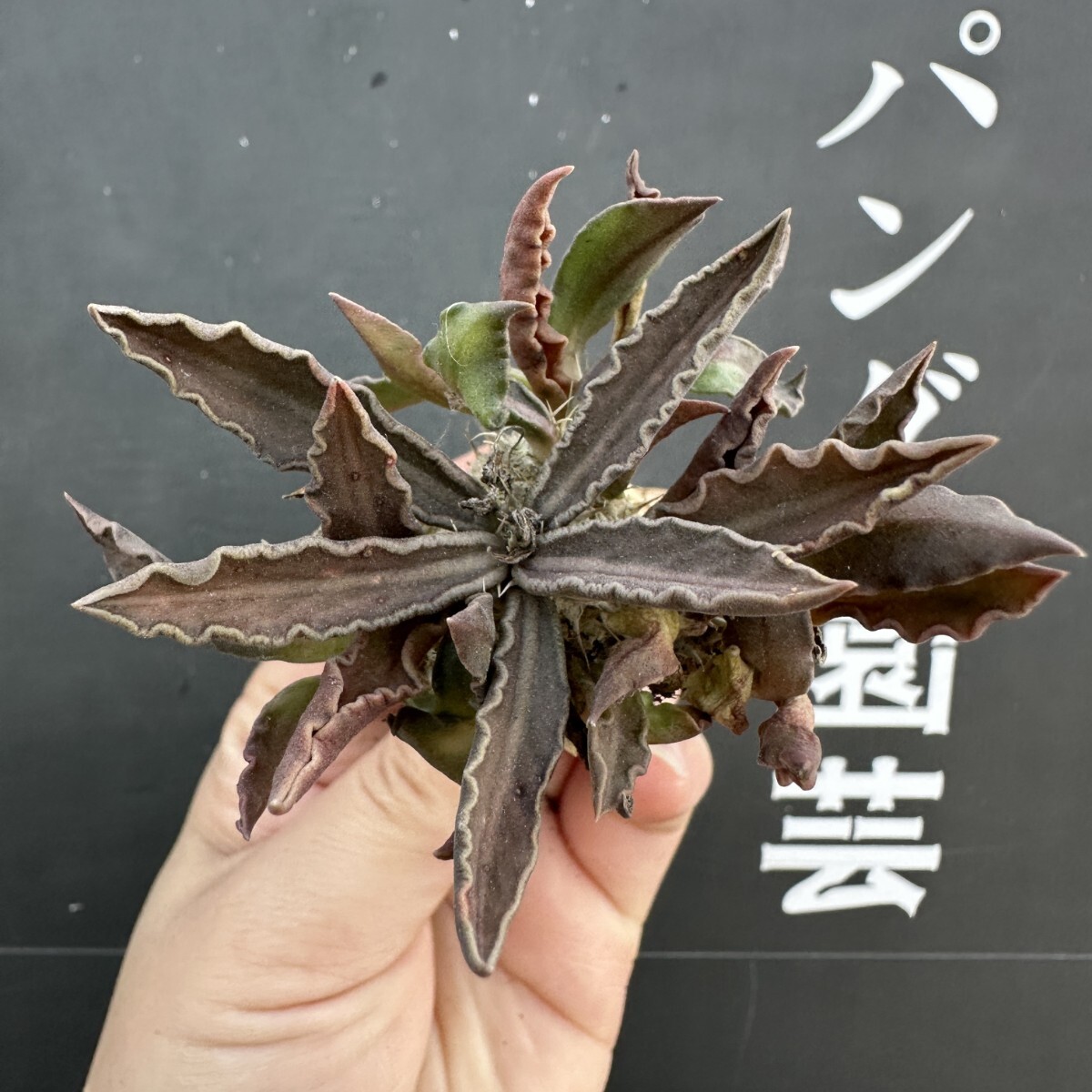 Yahoo!オークション - Z17 ユーフォルビア トゥレアレンシス Euphorbia...