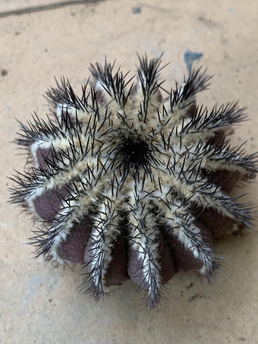 Yahoo!オークション - CA6希少サボテン Uebelmannia ユーベルマニア ペ...