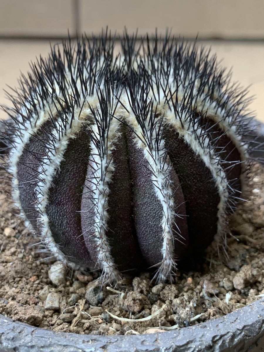 Yahoo!オークション - CA6希少サボテン Uebelmannia ユーベルマニア ペ...