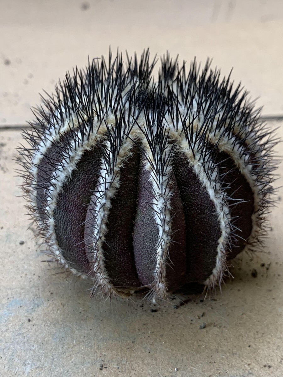 Yahoo!オークション - CA6希少サボテン Uebelmannia ユーベルマニア ペ...