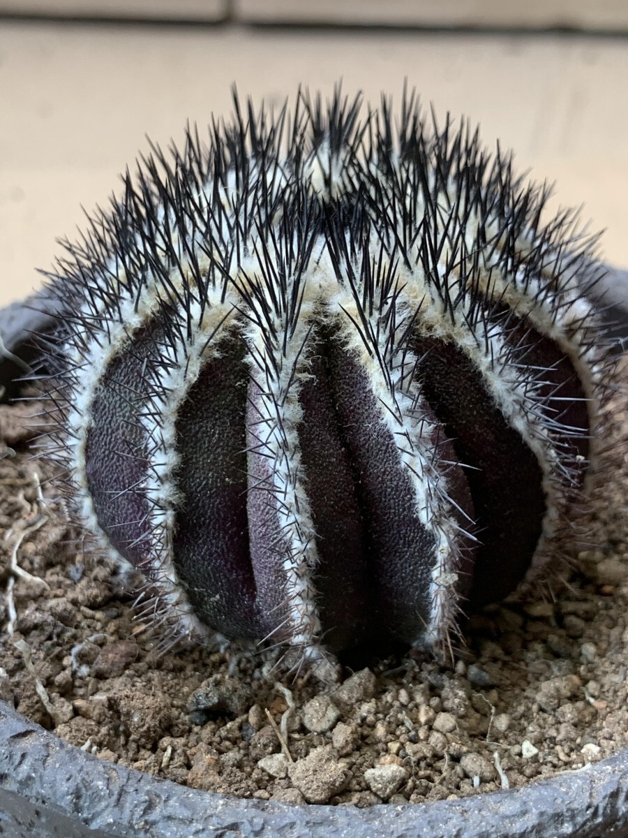 Yahoo!オークション - CA6希少サボテン Uebelmannia ユーベルマニア ペ...