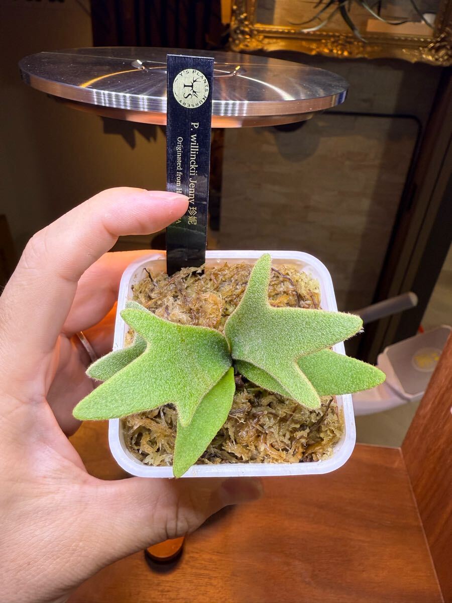 Y'sPlants】特選美角 P.willinckii 'Jenny' 珍 OC株 super dwarf Y'sPlants】特選美角 P.willinckii 'Jenny' 珍 OC株 super dwarf