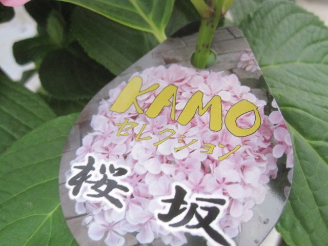 アジサイ開花株 『桜坂』 4号鉢 KAMO 紫陽花 4/13現品撮影 FT5 アジサイ開花株 『桜坂』 4号鉢 KAMO 紫陽花 4/13現品撮影 FT5