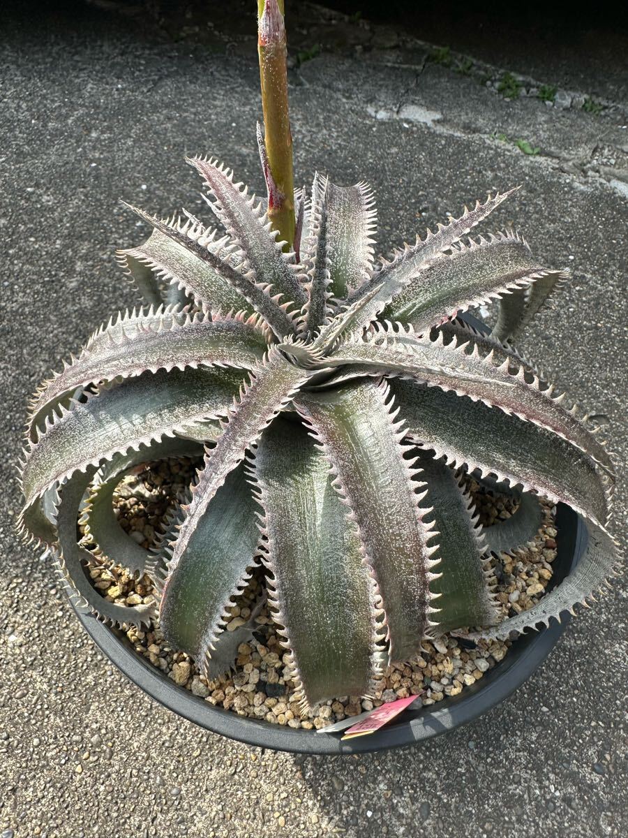 Yahoo!オークション - Dyckia 'Wasabi' Qdyckia hybrid 子株