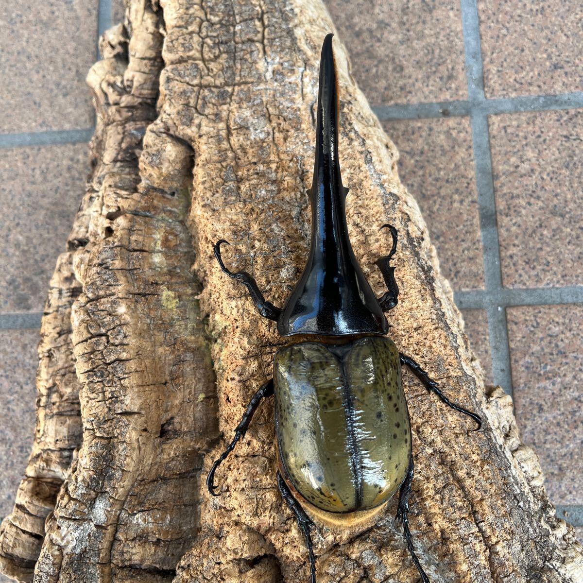 Yahoo!オークション - D.Hヘラクレス ♂156mm T117FFOAKSvol.3×0F136F...