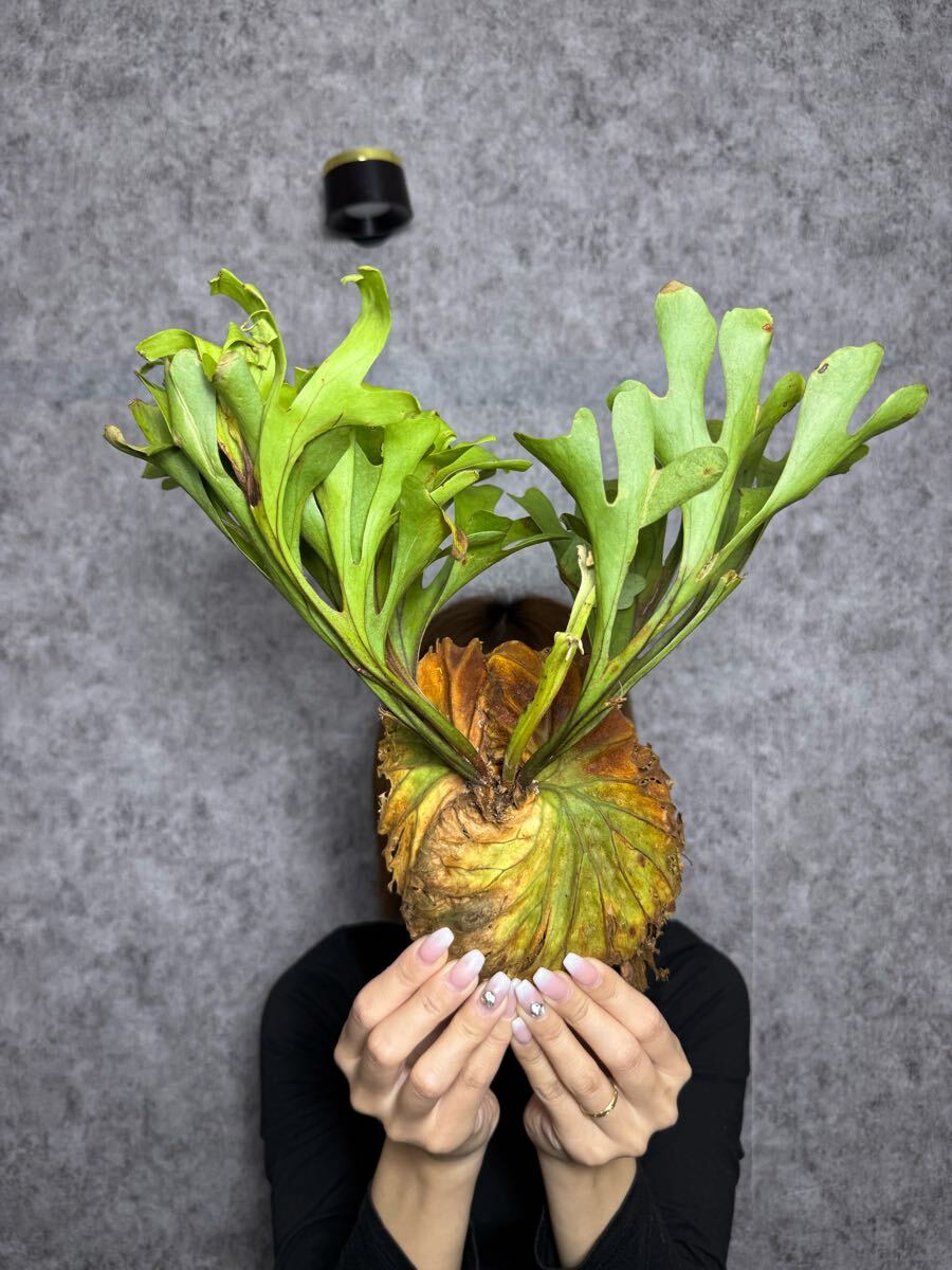 Yahoo!オークション - Mサイズ P.ridleyi Wild Central Borneo B65 リ...