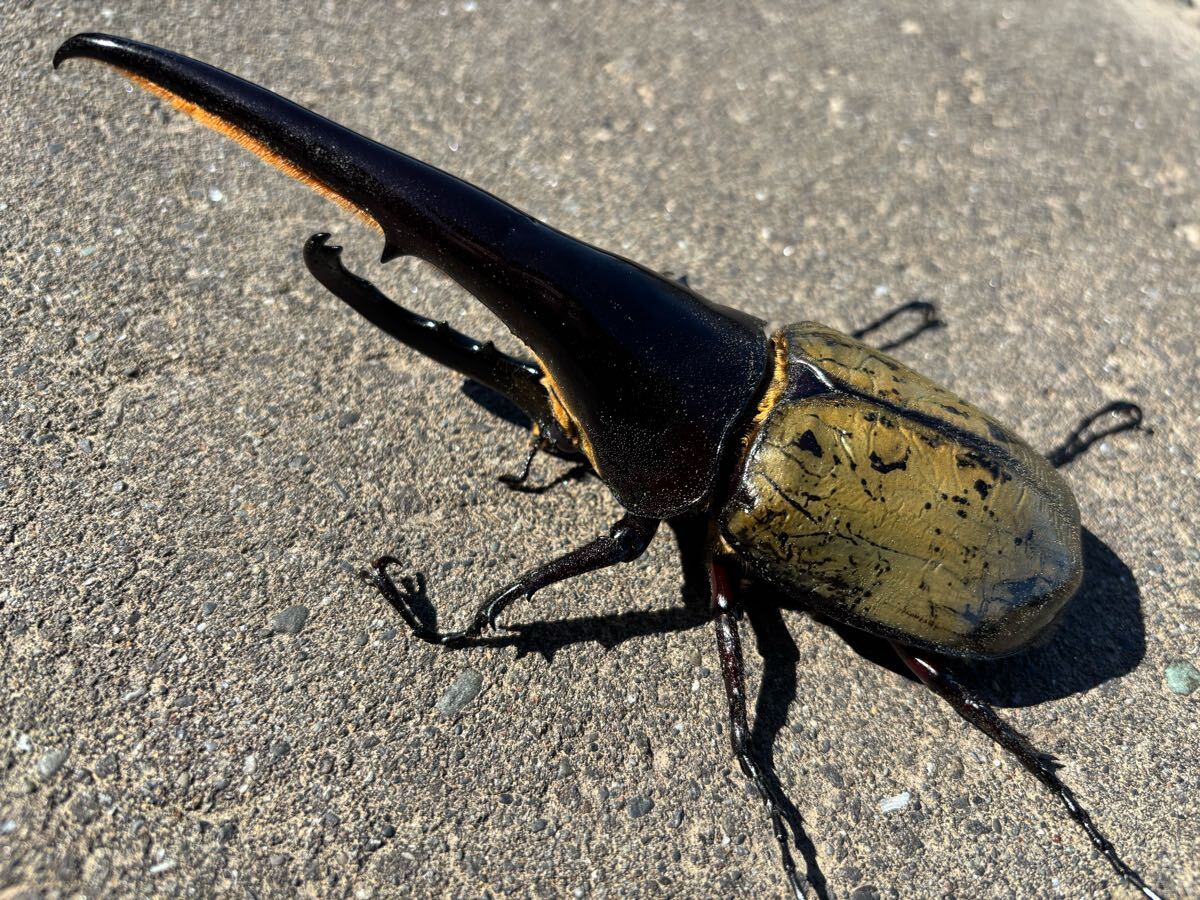 Yahoo!オークション - 【Lucanus_7】D.H.ヘラクレス FF-FF136×0F136 F...