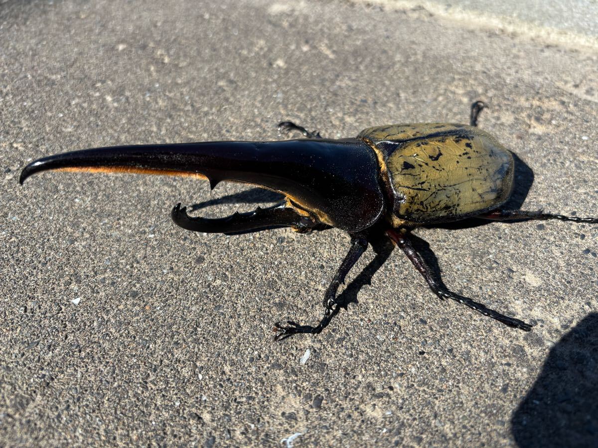 Yahoo!オークション - 【Lucanus_7】D.H.ヘラクレス FF-FF136×0F136 F...