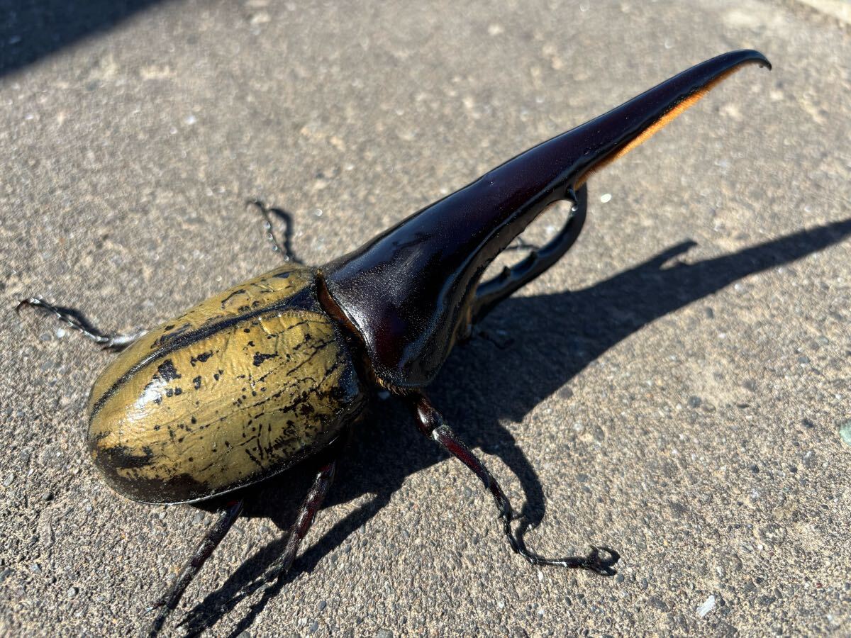 Yahoo!オークション - 【Lucanus_7】D.H.ヘラクレス FF-FF136×0F136 F...