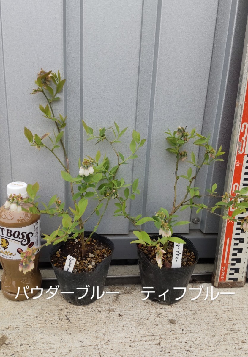 Yahoo!オークション - ブルーベリー苗 42本セット(6品種×7本)