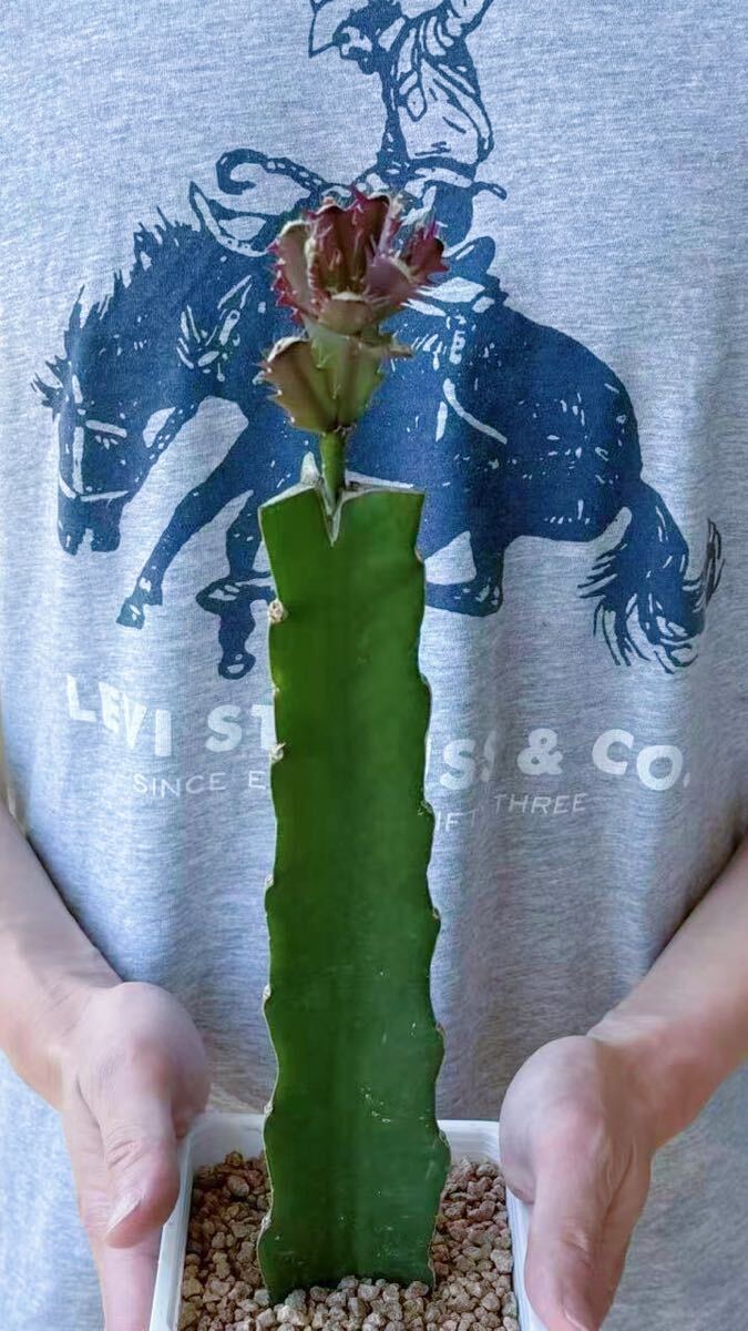 Yahoo!オークション - 多肉植物 シャコバサボテン アンドレロータス