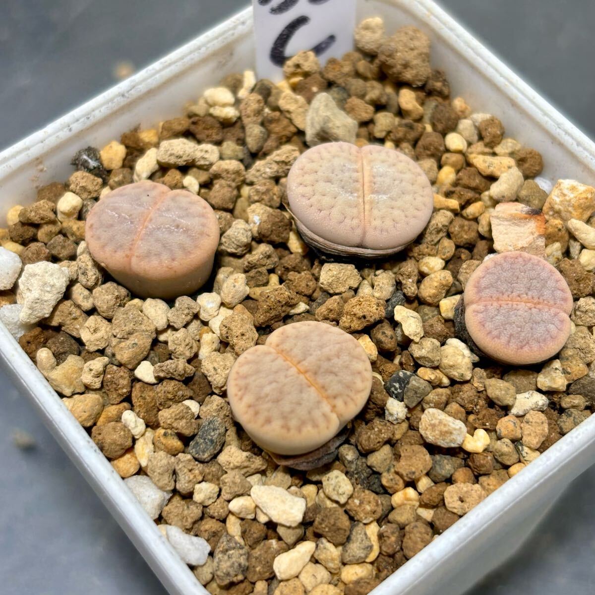 Yahoo!オークション - Fareal C53 リトープス ex C166 実生苗