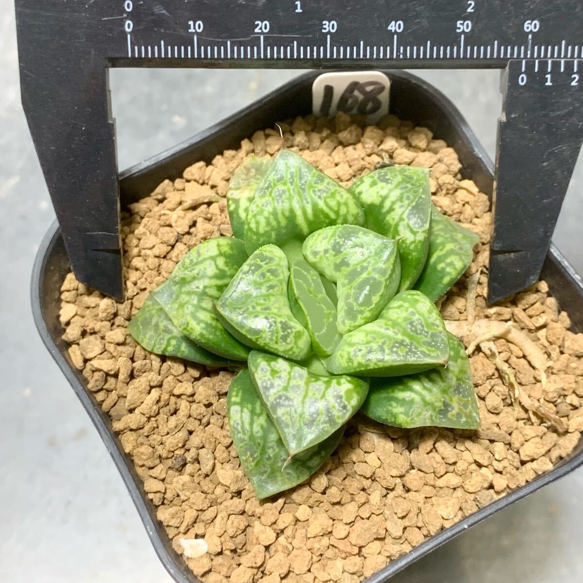 Yahoo!オークション - Fareal P168 ハオルチア 仮面舞踏会