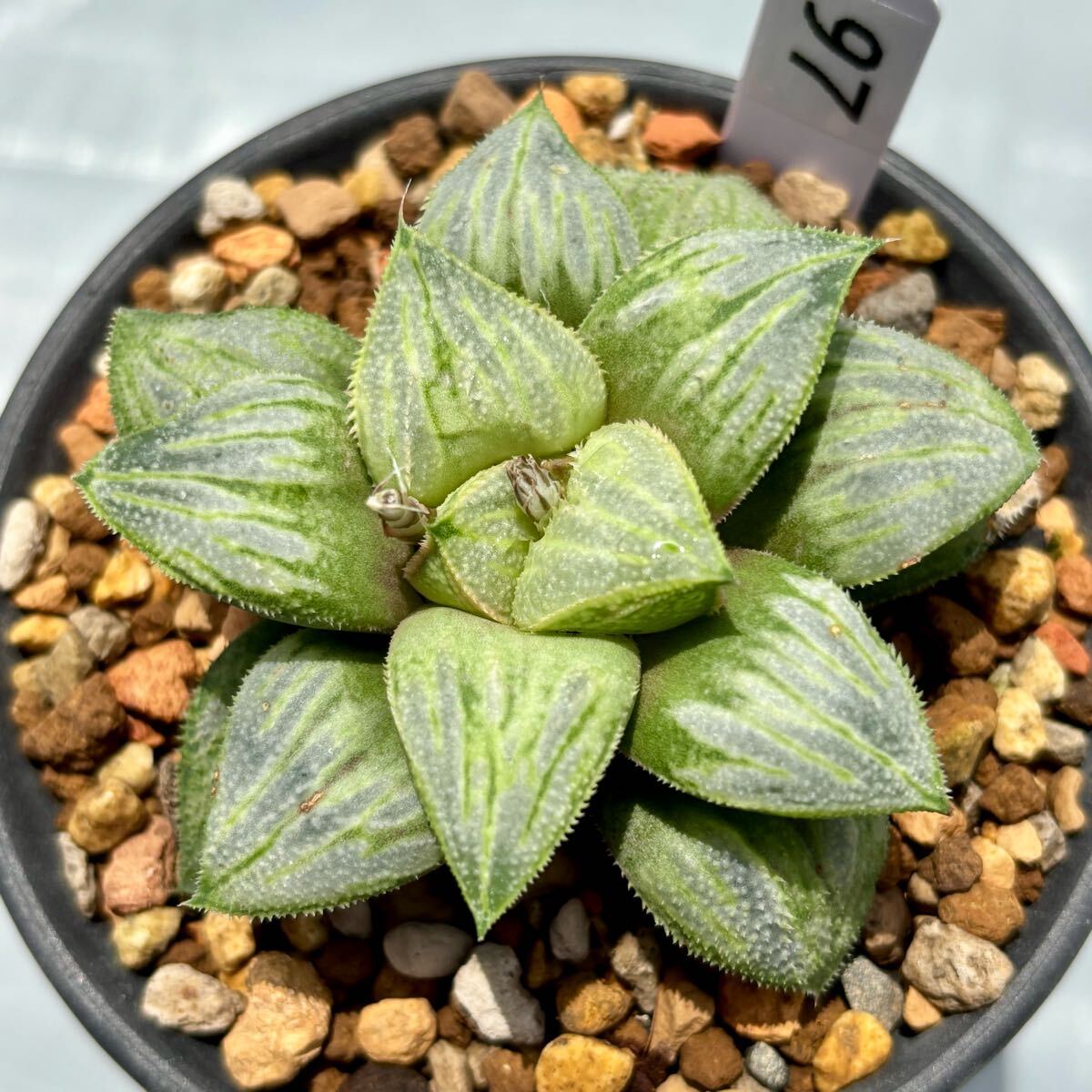 Yahoo!オークション - Fareal C97 ハオルチア 葵祭