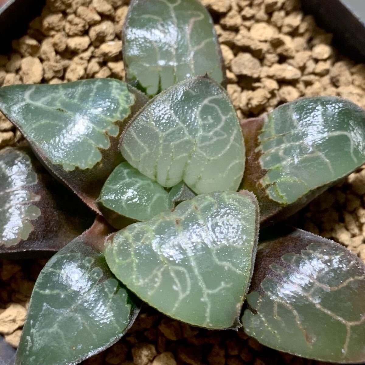 Yahoo!オークション - Fareal P93 ハオルチア 天神川コレクタ