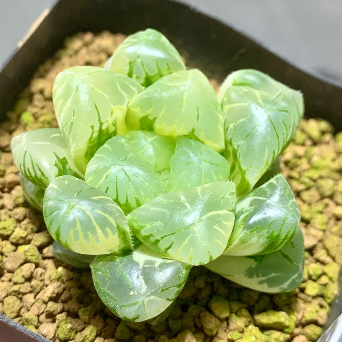 Yahoo!オークション - Fareal P89 ハオルチア 丸窓 オブツーサ錦